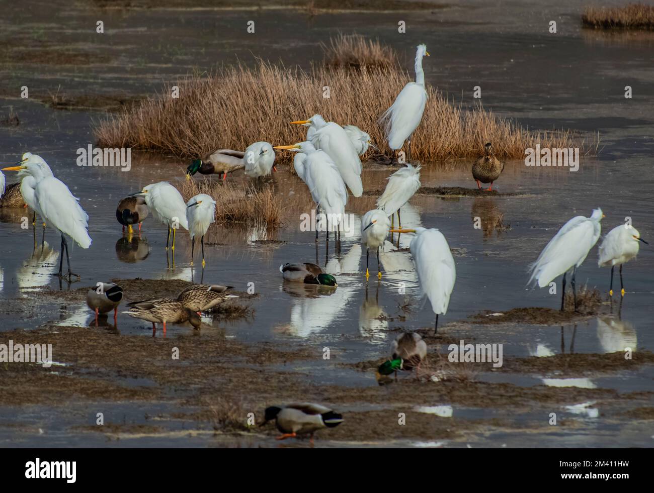 A dance of cranes hang out with wading ducks in a freshwater pond at ...
