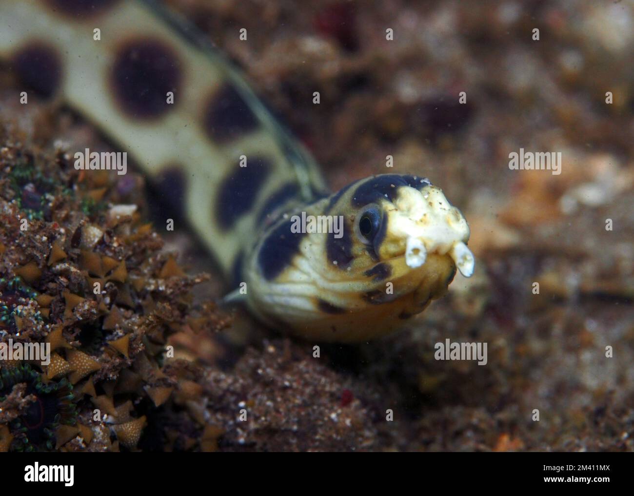 Underwater fish paradise: scuba diving Indonesia Stock Photo - Alamy