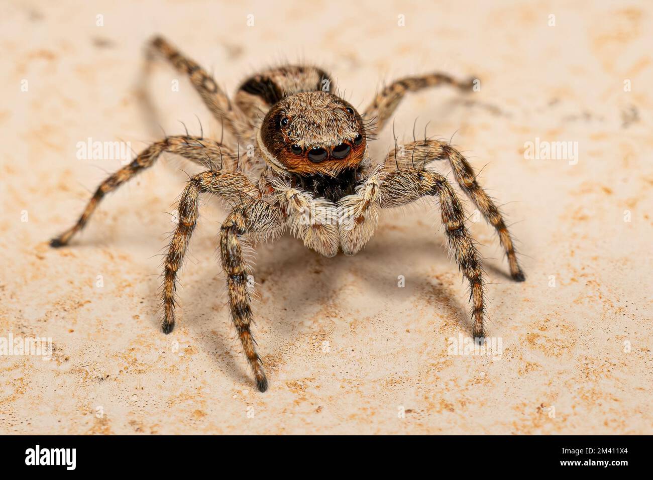 Adult Female Gray Wall Jumping Spider of the species Menemerus ...