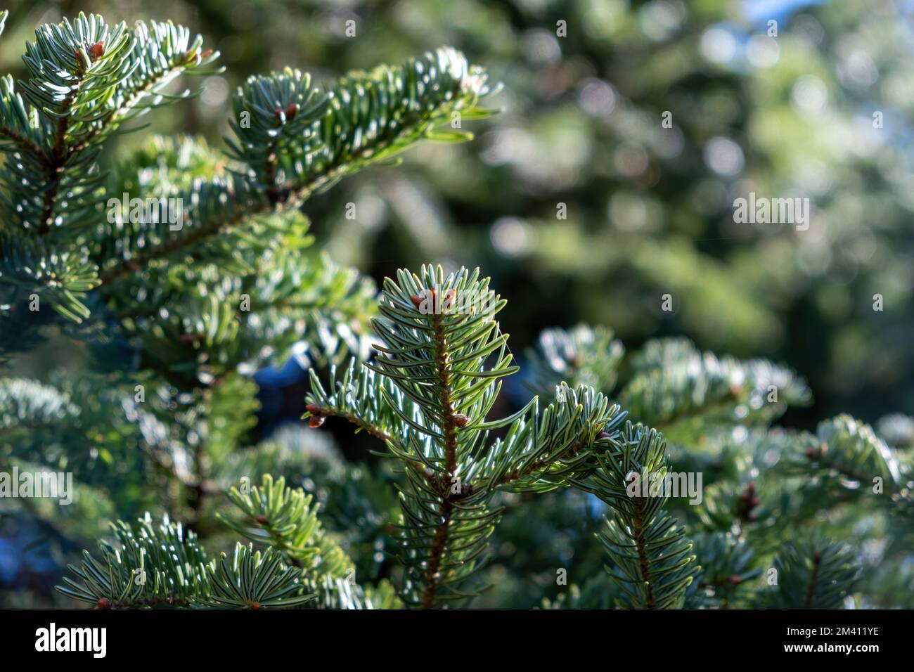 Fir tree branch, spruce needle, evergreen coniferous plant close up ...