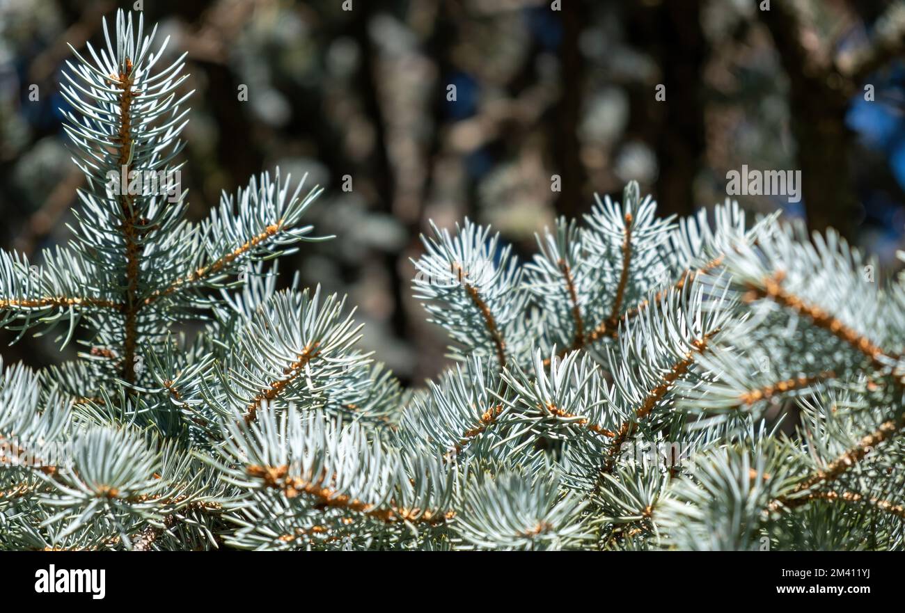 Fir tree branch, spruce needle, evergreen coniferous plant close up ...