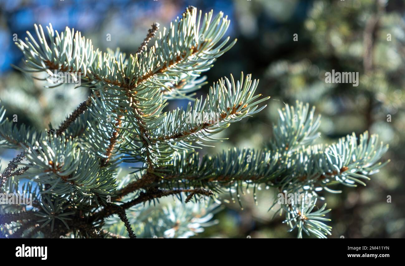 Fir tree branch, spruce needle, evergreen coniferous plant close up ...