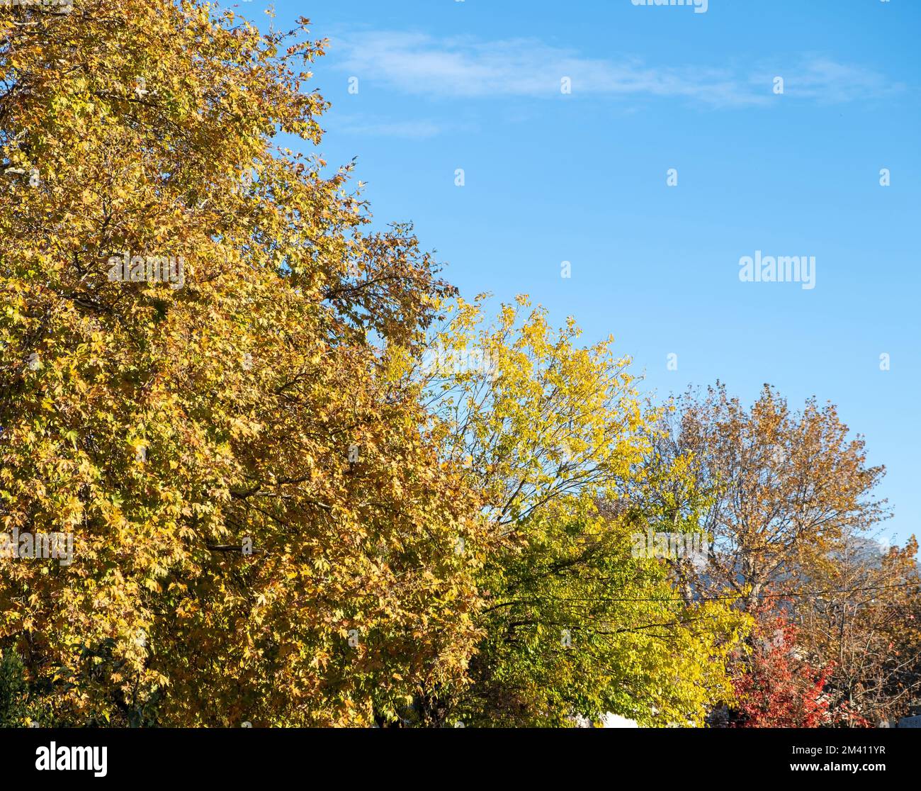 Plane leaf, maple deciduous tree with fresh and dry falling foliage ...