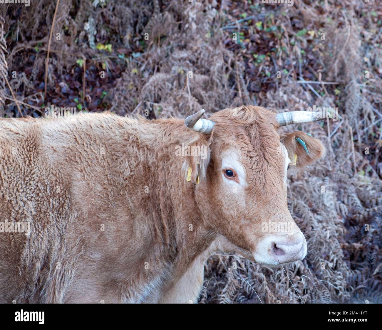 Beige cow side view hi-res stock photography and images - Alamy