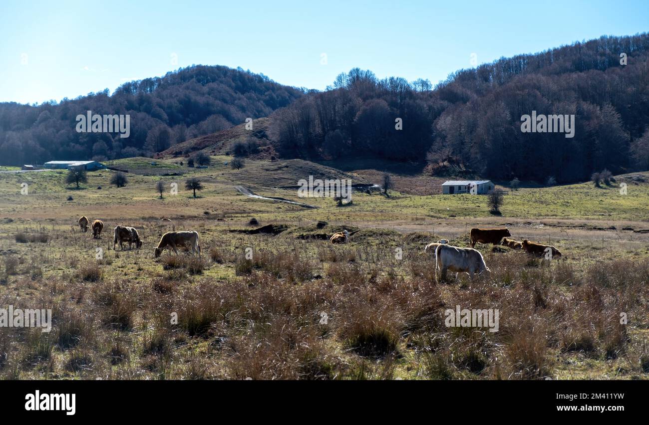 Cow herd on the field. Cattles at pasture, Winter sunny day. Livestock ...