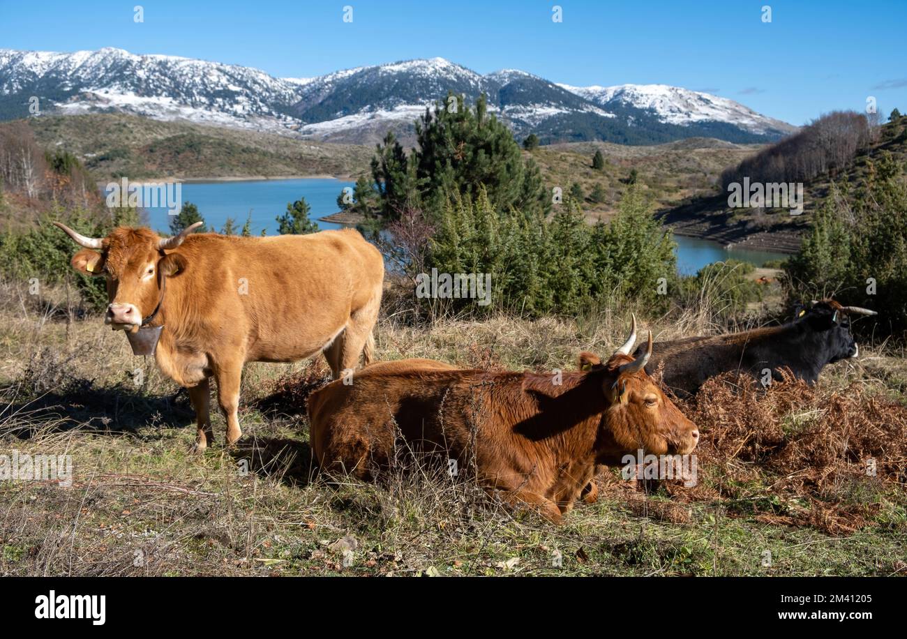 Two cows laying down in a field, one looking at the camera. Lake water ...