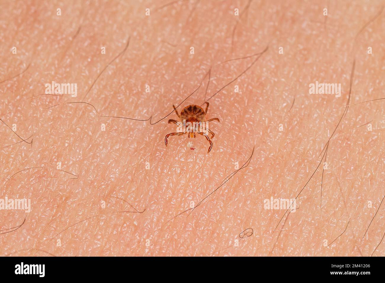 Juvenile Cayenne Tick of the species Amblyomma cajennense Stock Photo ...