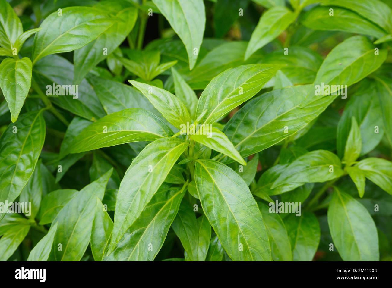Andrographis paniculata fresh thai hi-res stock photography and images ...