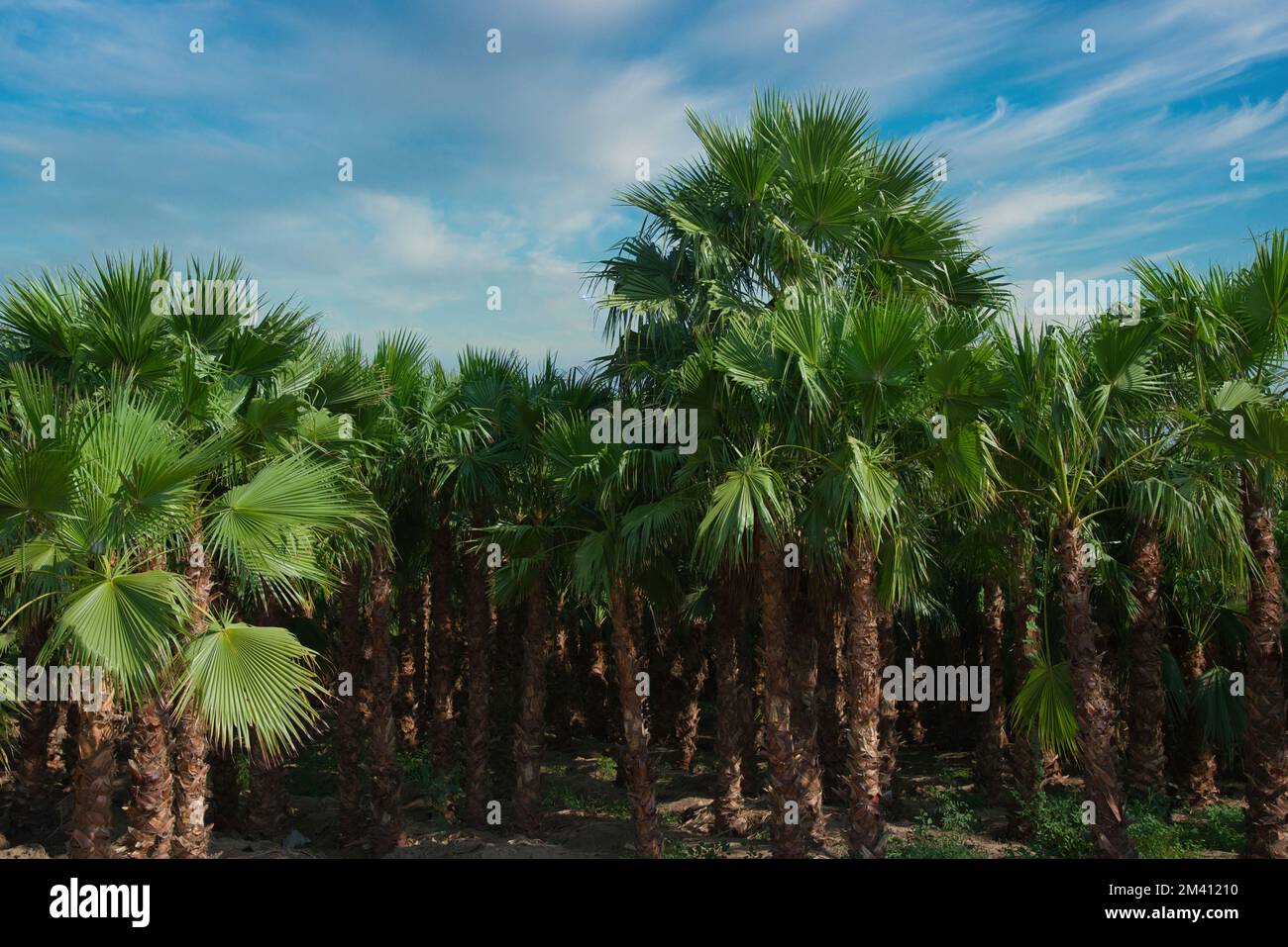 Dates farm egypt harvest hi-res stock photography and images - Alamy
