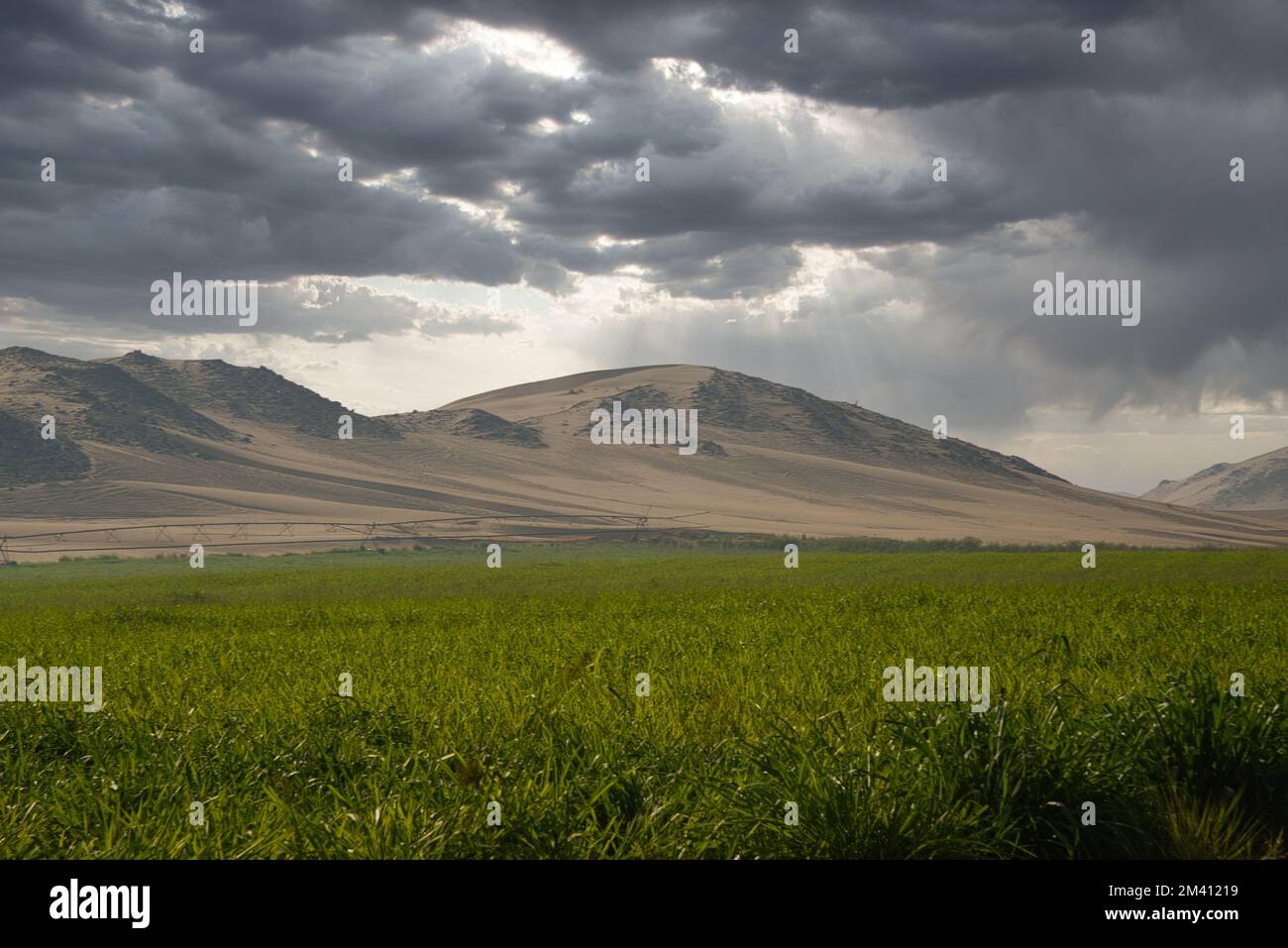 nature with greenery and sunrise Stock Photo - Alamy