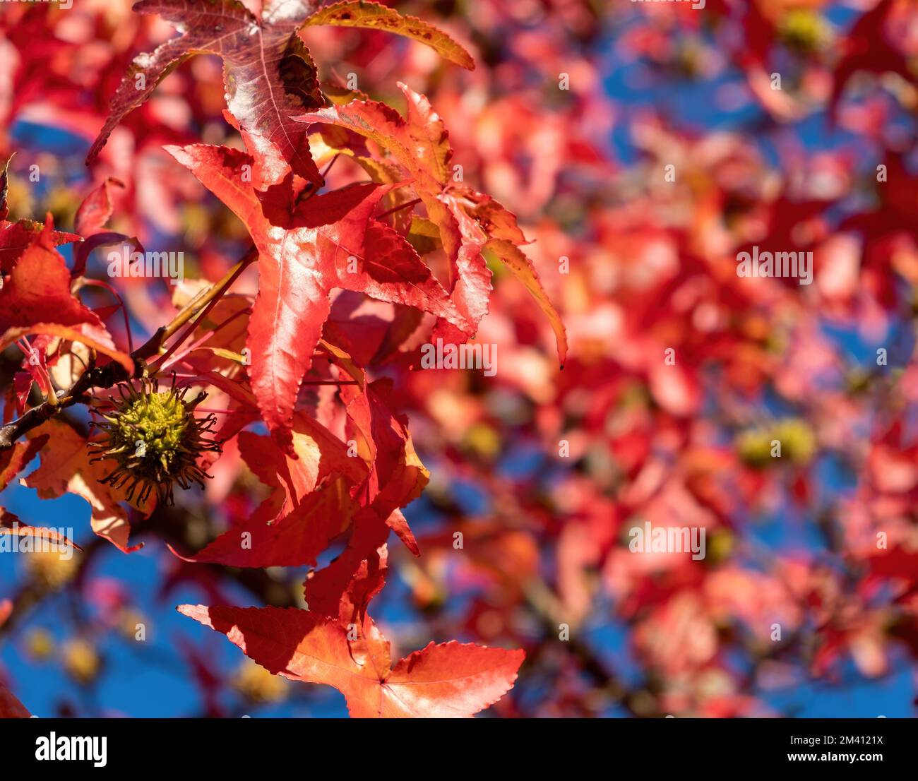 Autumn leaves, Fall season flora background. Red maple leaf close up ...