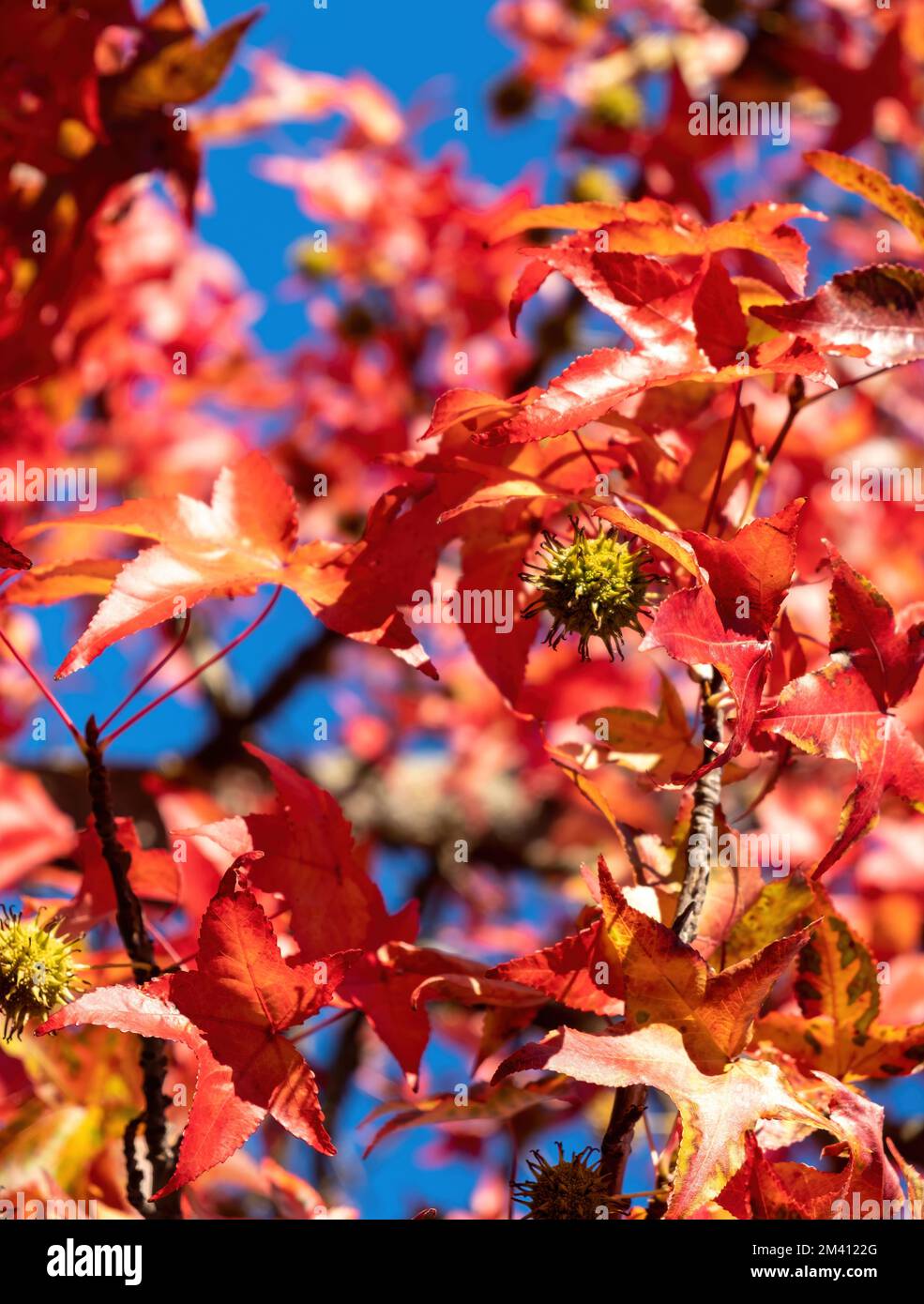 Autumn leaves, Fall season flora background. Red maple leaf close up ...