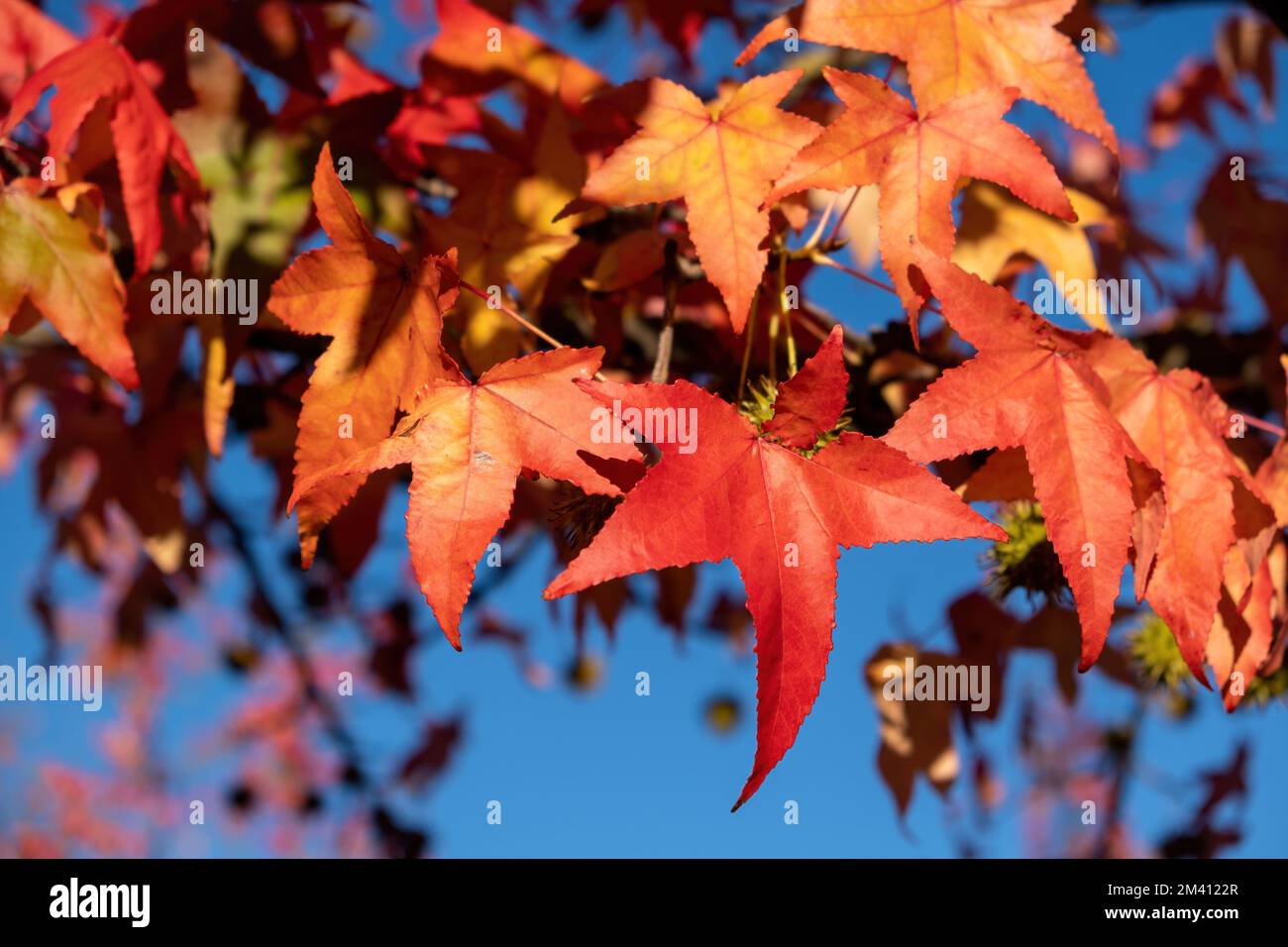 Autumn leaves, Fall season flora background. Red maple leaf close up ...