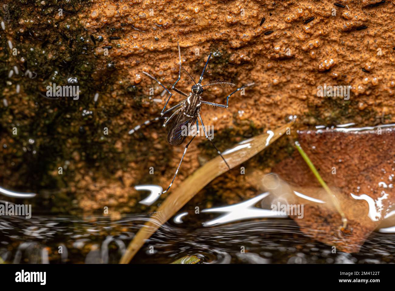 Adult Female Yellow Fever Mosquito of the species Aedes aegypti Stock ...