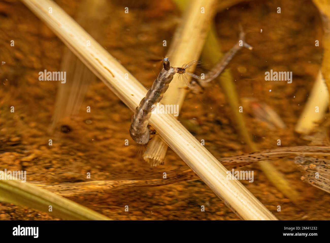 Yellow Fever Mosquito Larva of the species Aedes aegypti Stock Photo ...