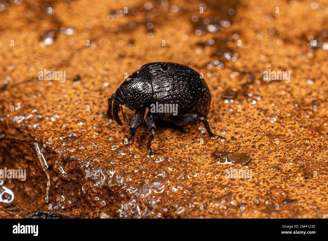 Small beetle family weevils hi-res stock photography and images - Alamy