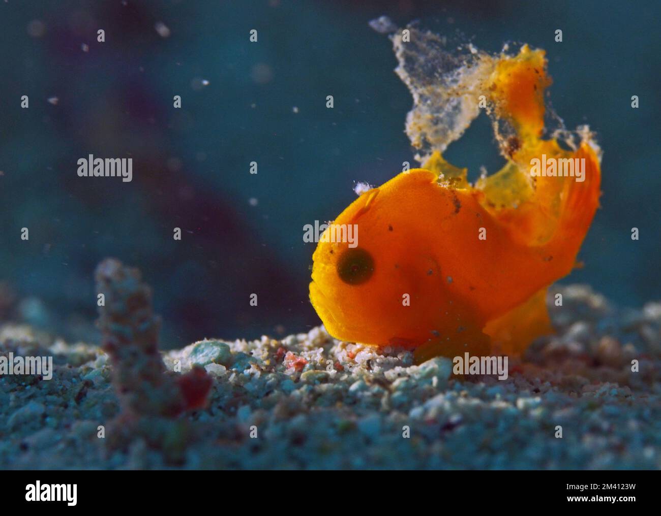 Underwater fish paradise: scuba diving Indonesia Stock Photo - Alamy