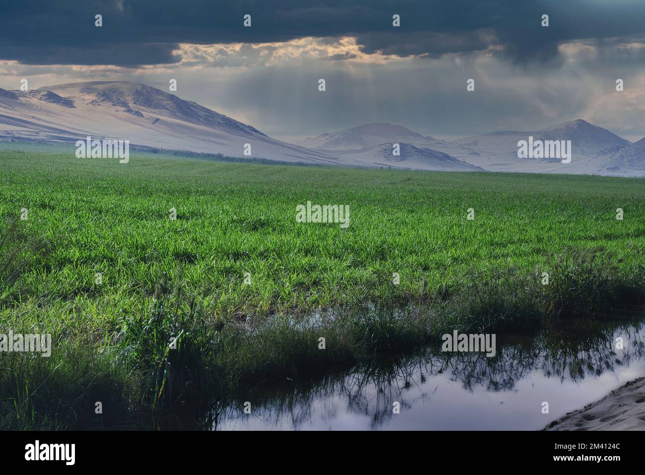 nature with greenery and sunrise Stock Photo - Alamy