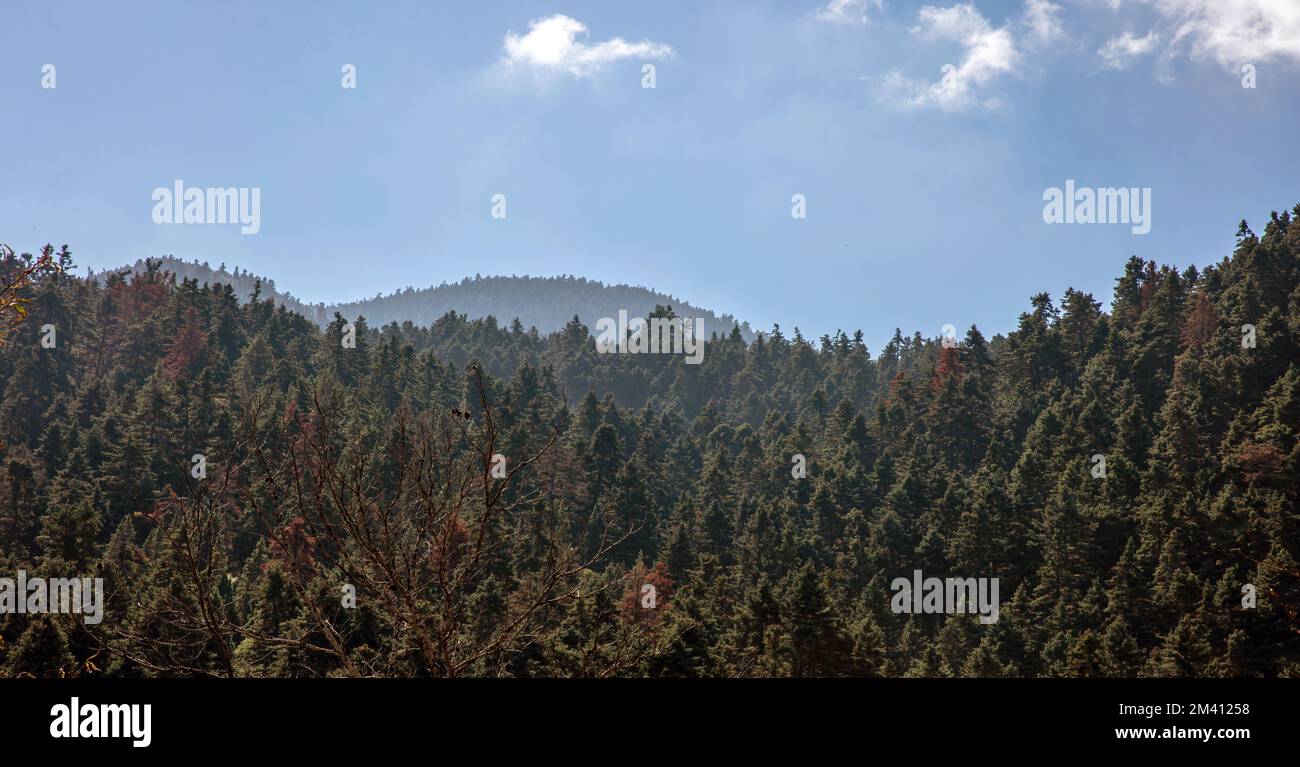 Fir trees greek fir hi-res stock photography and images - Alamy