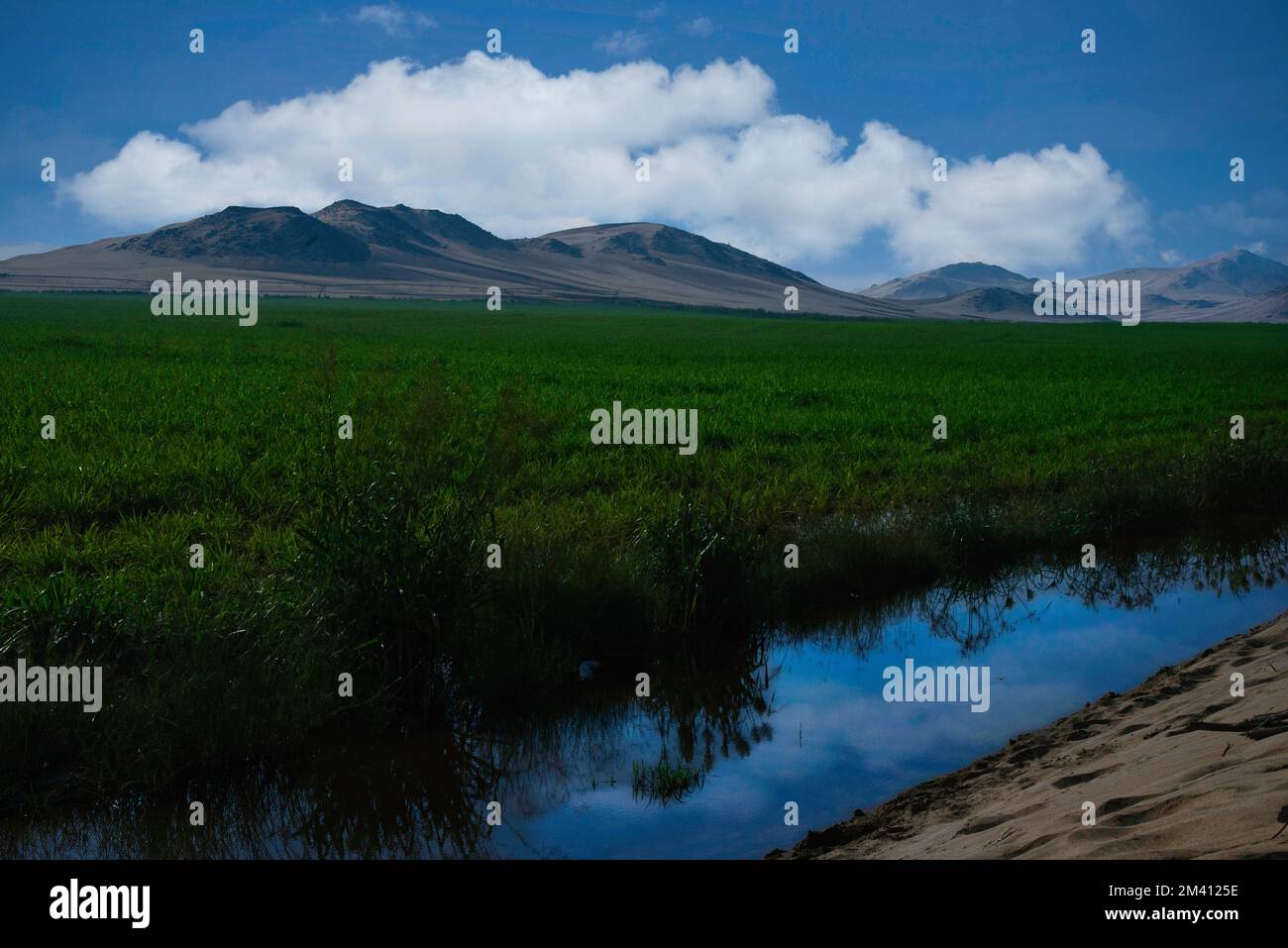 nature with greenery and sunrise Stock Photo - Alamy