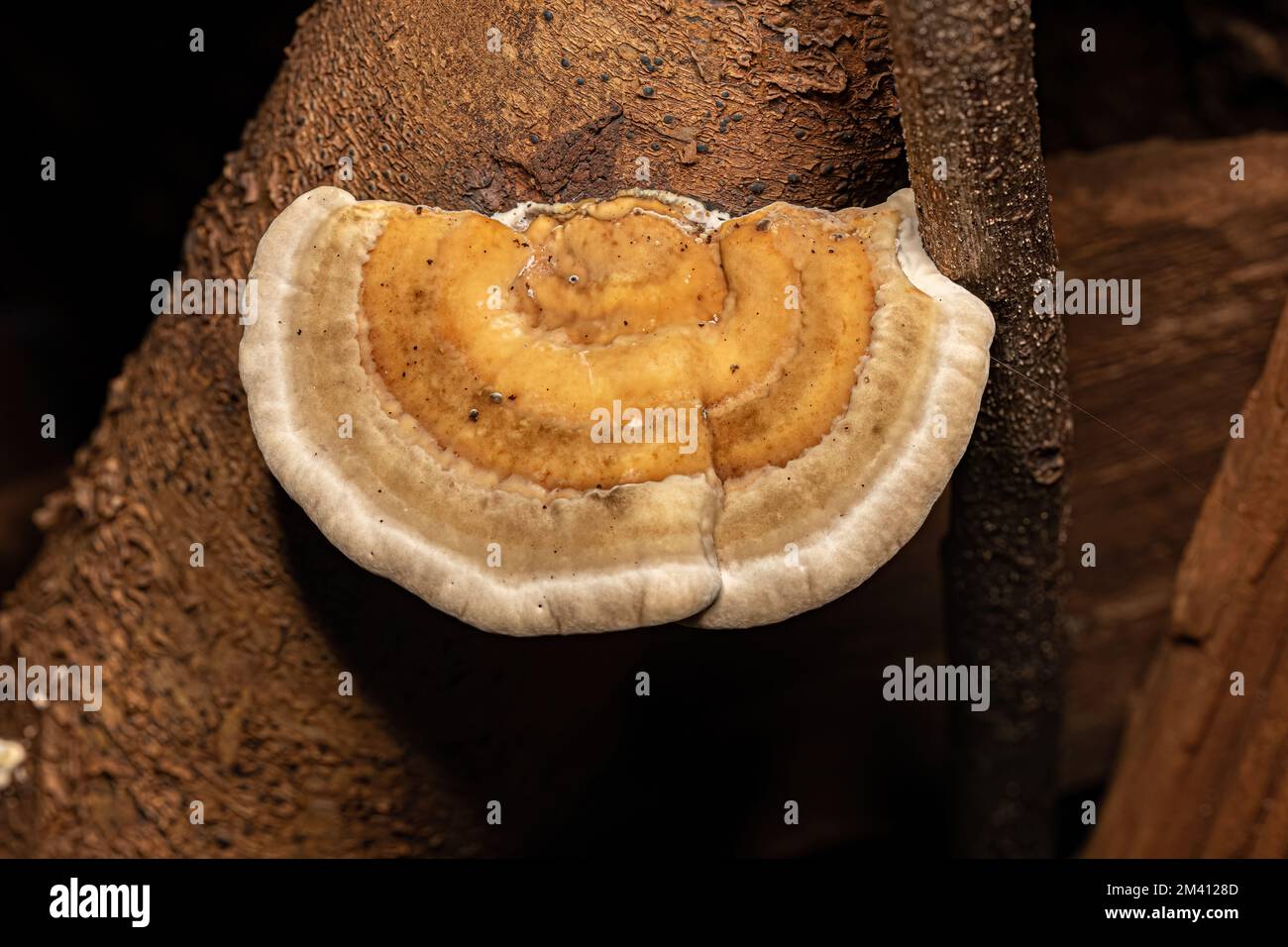 Small Shelf Fungi of the Order Polyporales Stock Photo - Alamy