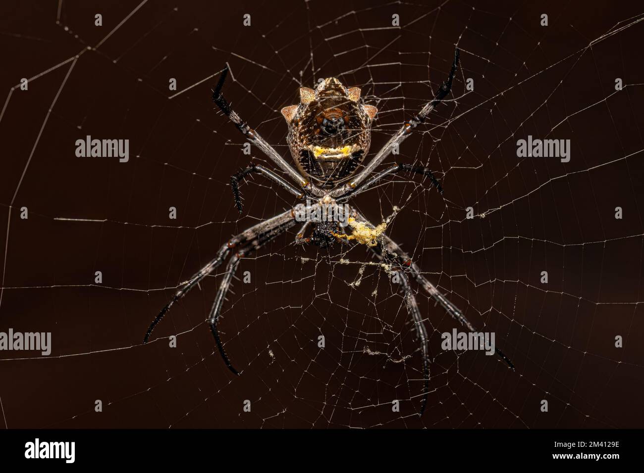 Silver argiope argentata orb weaver spider hi-res stock photography and ...