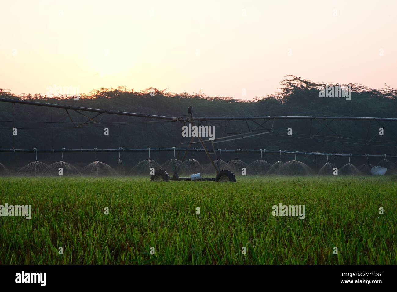 nature with greenery and sunrise Stock Photo - Alamy