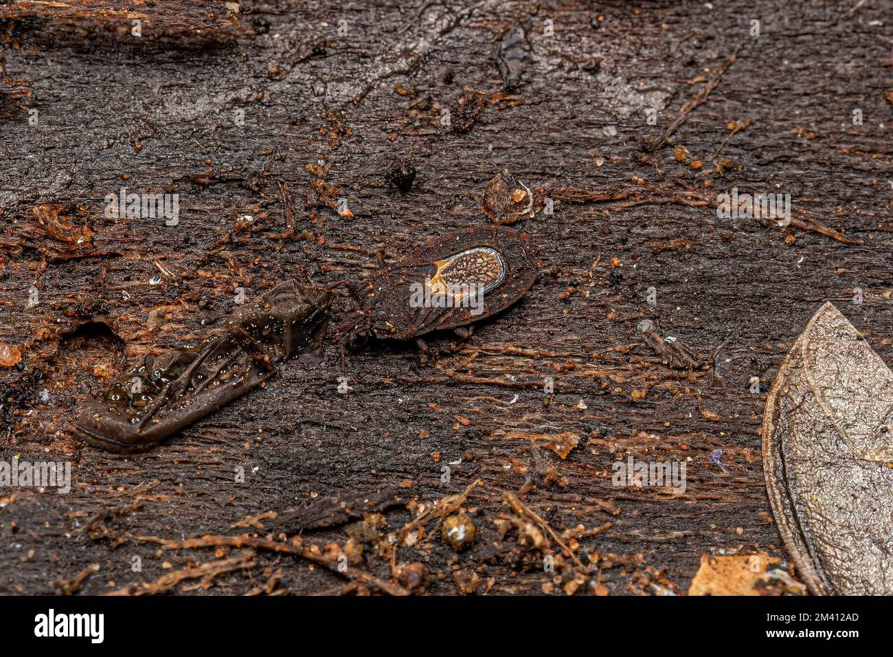 Flat bugs hi-res stock photography and images - Alamy