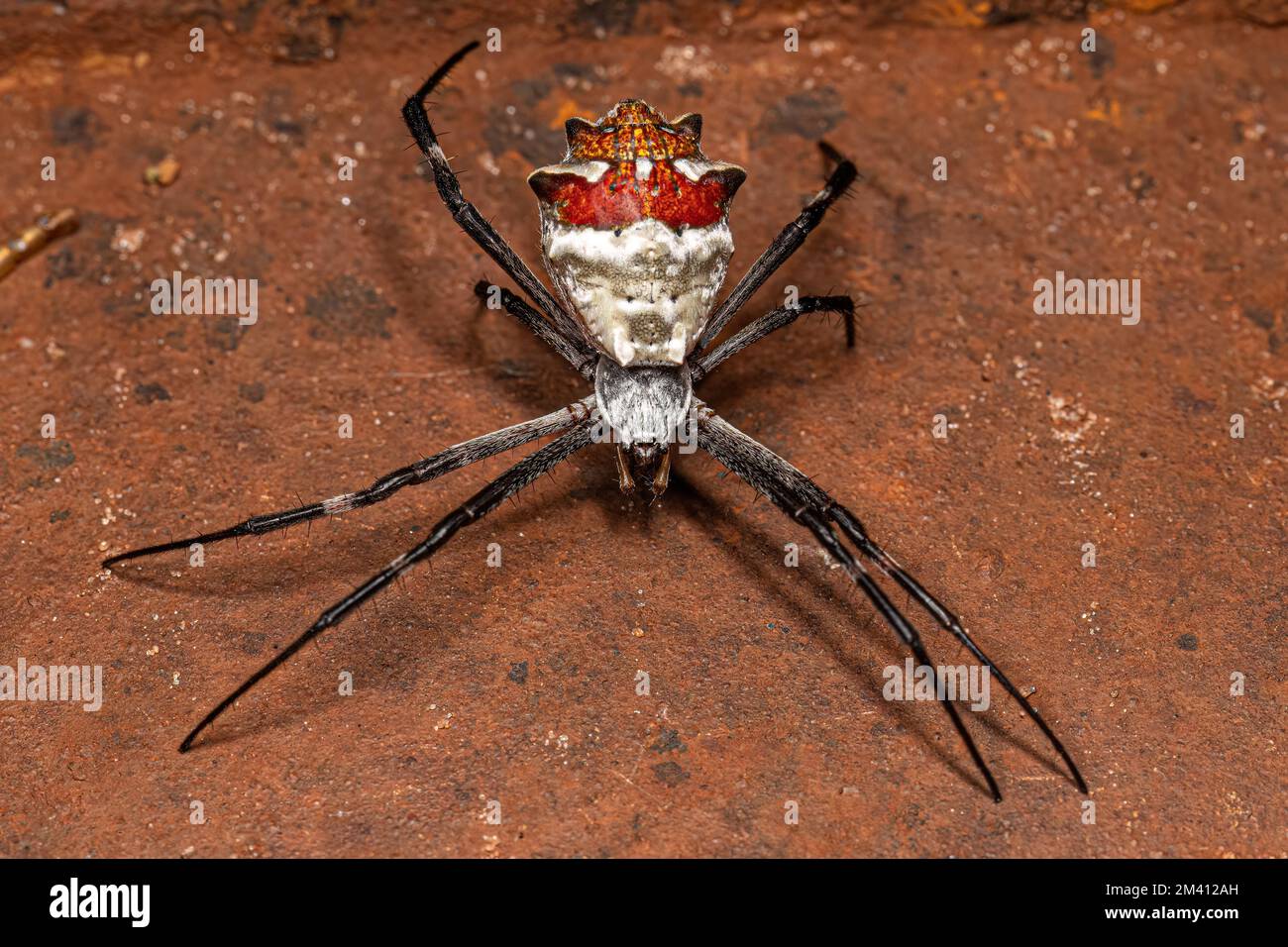 Adult Female Silver Garden Orbweaver of the species Argiope argentata ...
