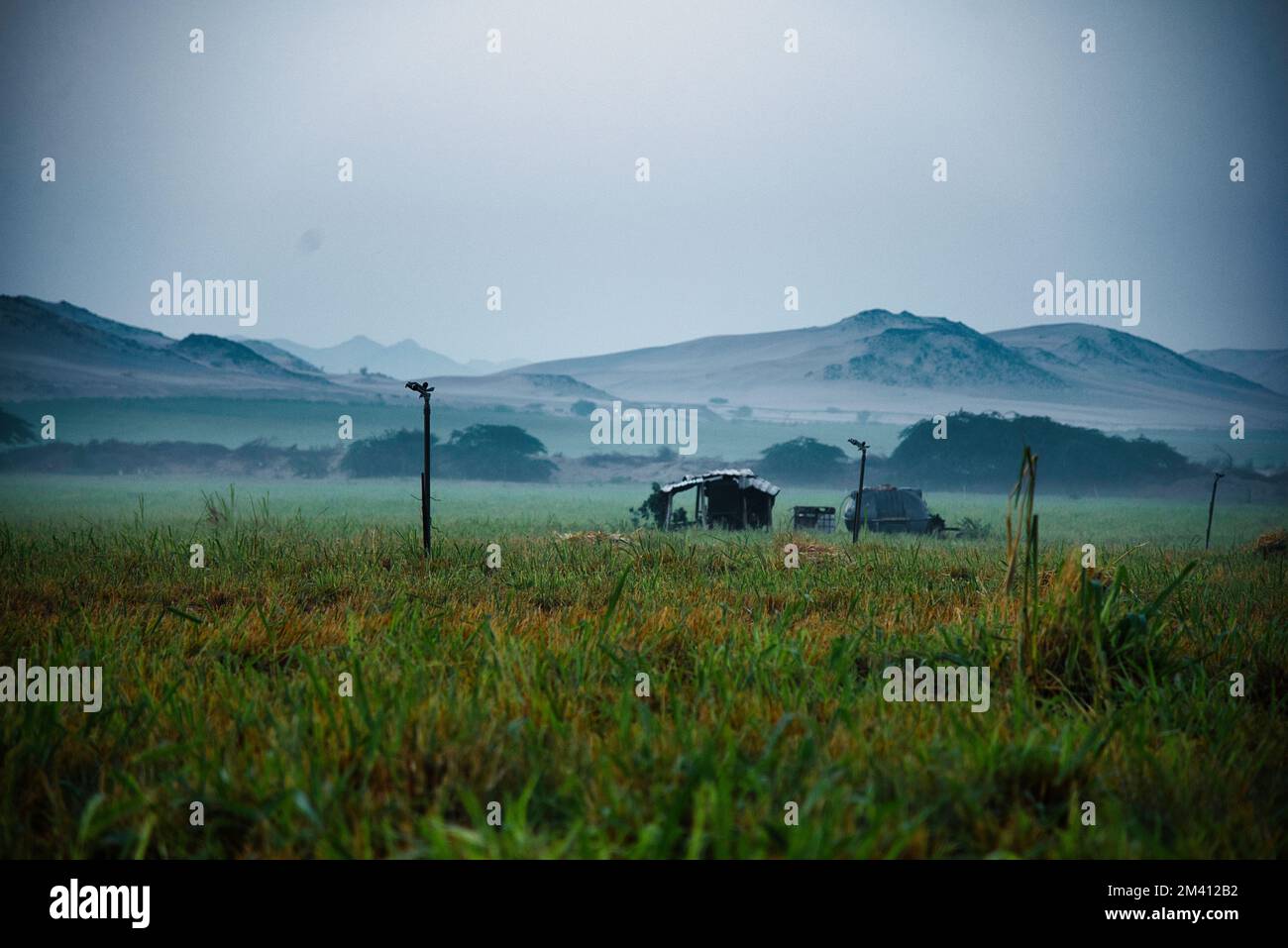 nature with greenery and sunrise Stock Photo - Alamy