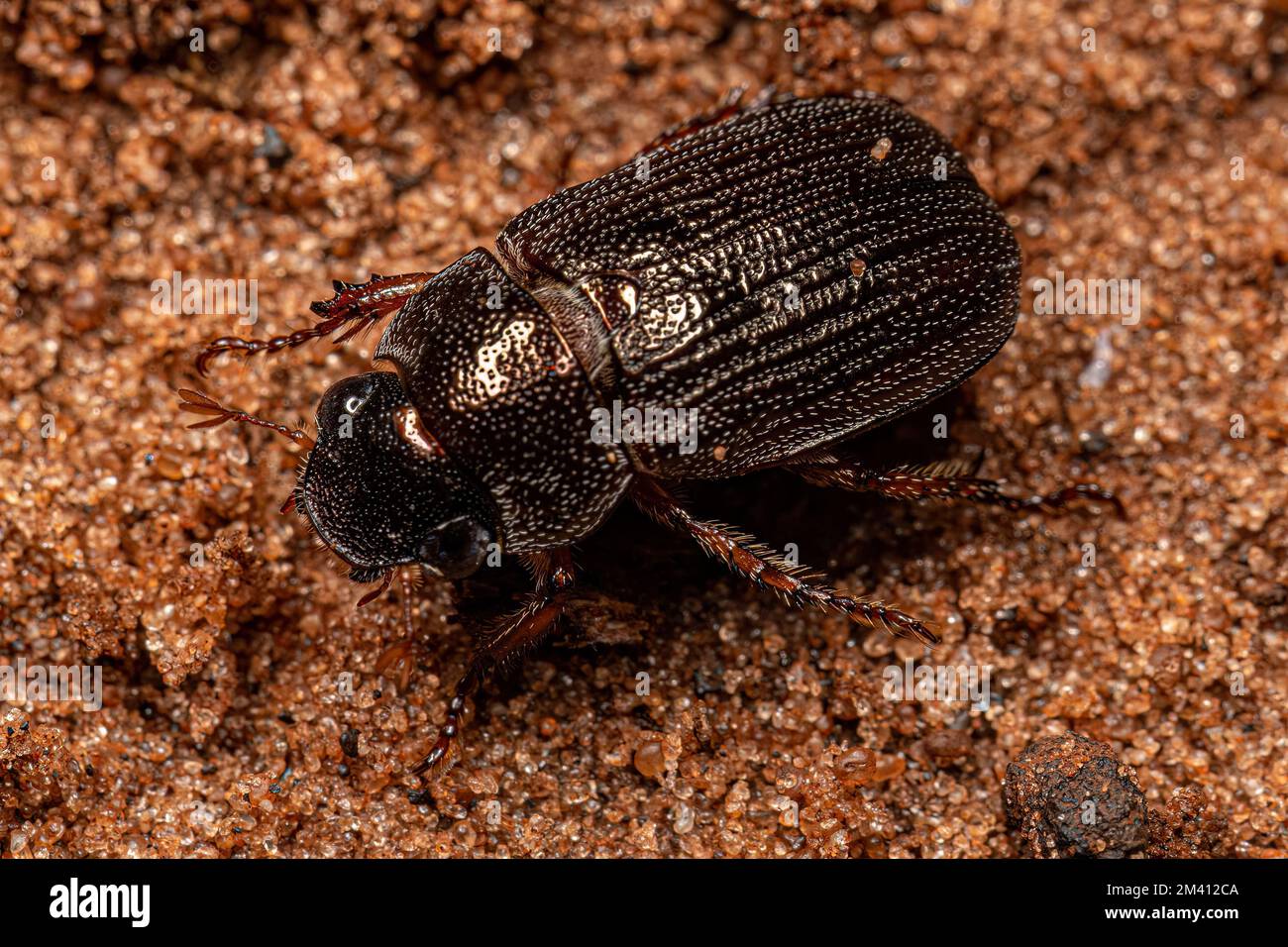 Adult Shining Leaf Chafer Beetle of the Subfamily Rutelinae Stock Photo ...