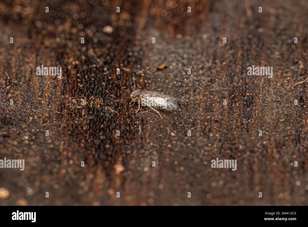 Adult Scaly winged Barklice Insect of the Family Lepidopsocidae Stock ...