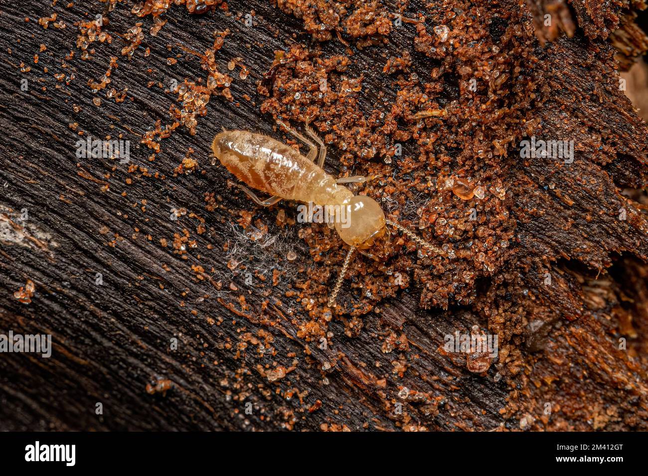 Small Typical Termite Insect of the genus Coptotermes Stock Photo - Alamy