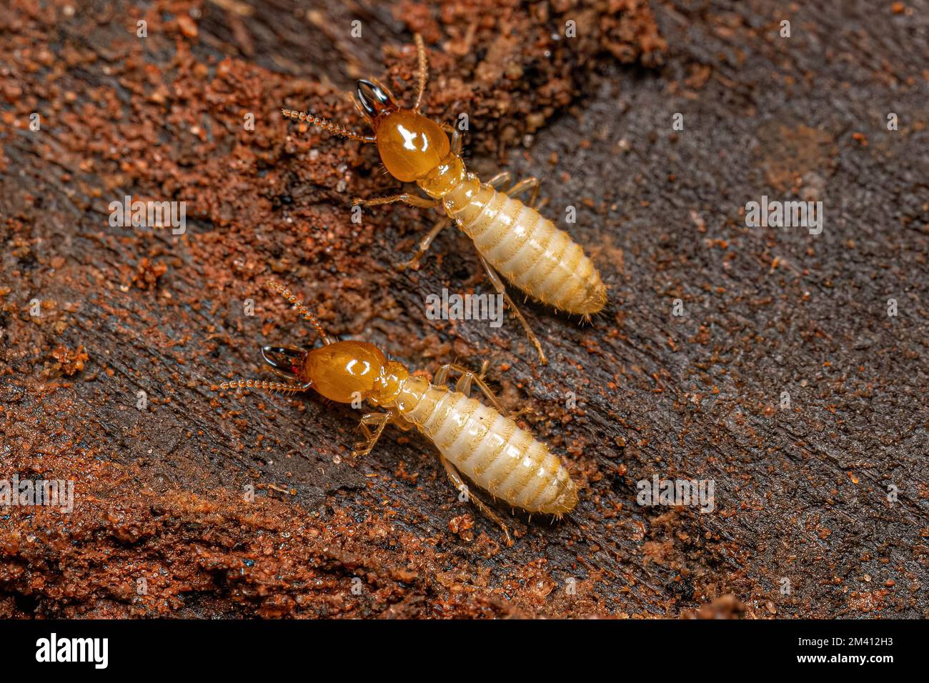 Small Typical Termite Insect of the genus Coptotermes Stock Photo - Alamy