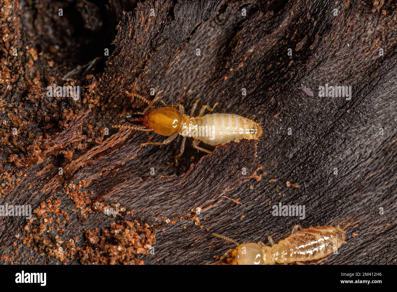 Small Typical Termite Insect of the genus Coptotermes Stock Photo - Alamy