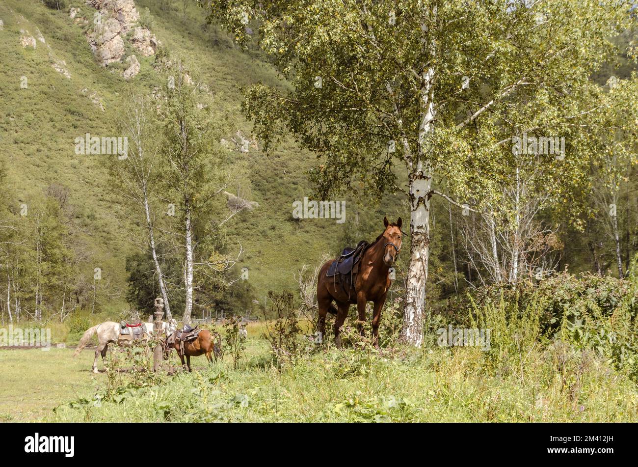 Tree trees mountains horse hi-res stock photography and images - Alamy