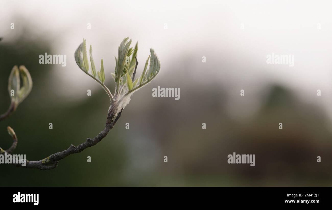 young buds on branch in spring, wide photo Stock Photo - Alamy