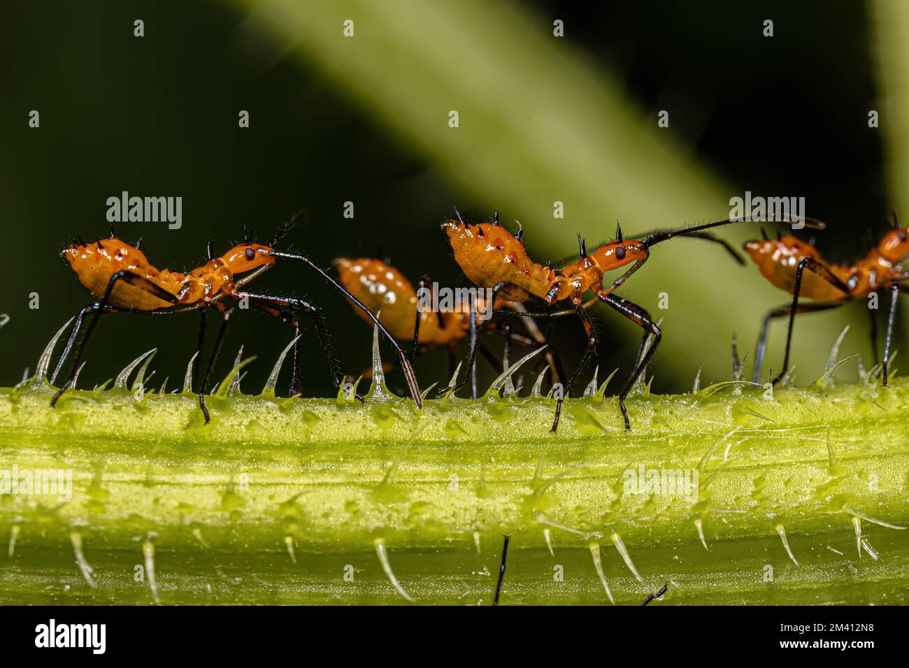 Leaf-footed Bug Nymphs of the Family Coreidae Stock Photo - Alamy