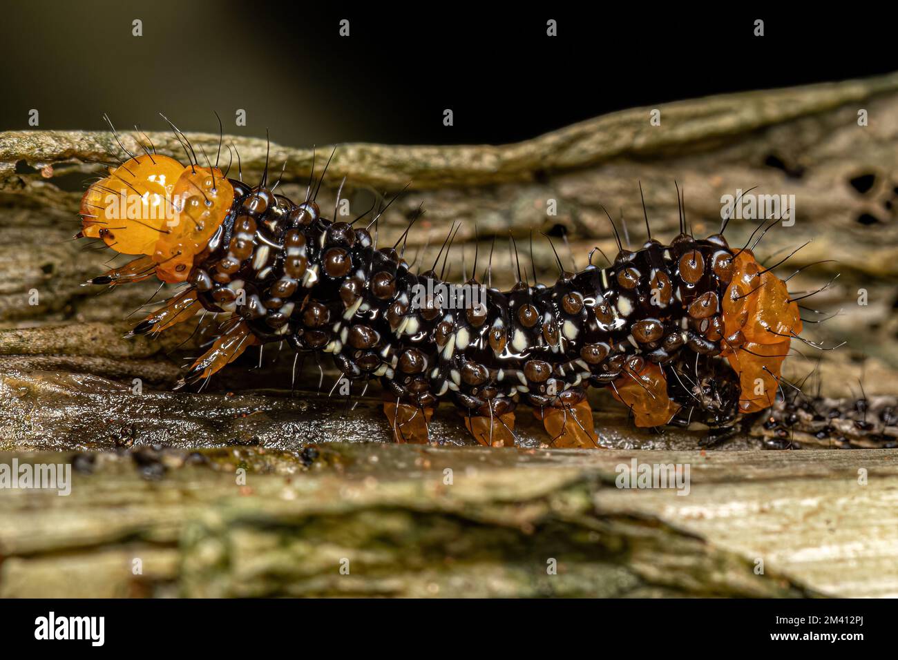 Small Black and Yellow Moth Caterpillar of the species Xanthopastis ...