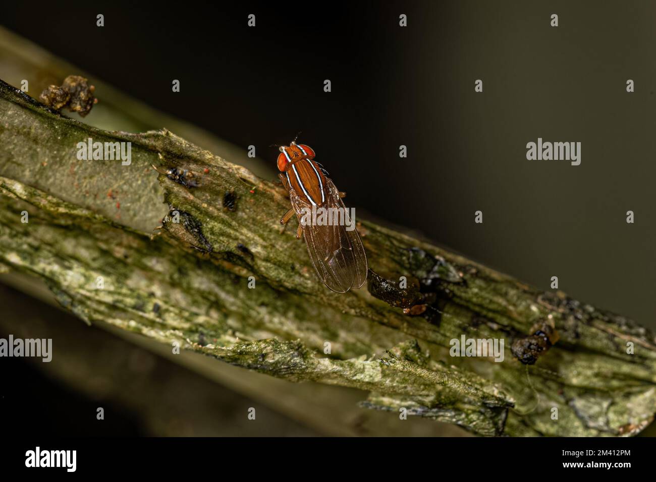 African fig fly hi-res stock photography and images - Alamy
