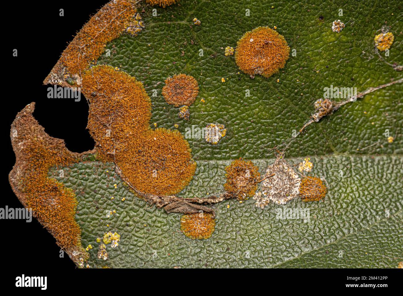Small Orange Terrestrial Algae of the Genus Phycopeltis Stock Photo - Alamy