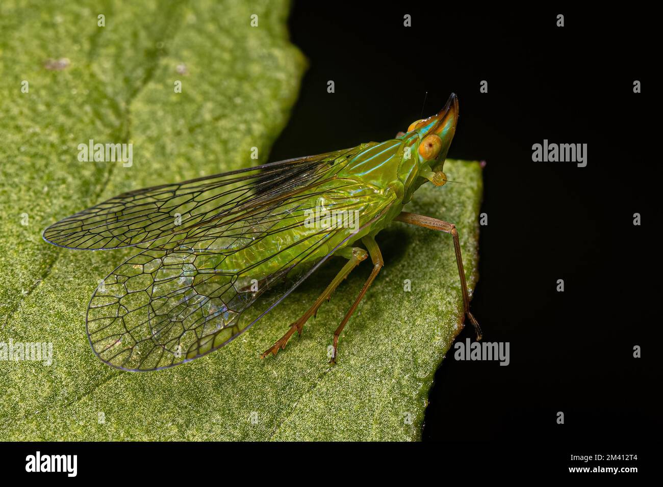 Adult Dictyopharid Planthopper Insect of the Family Dictyopharidae ...