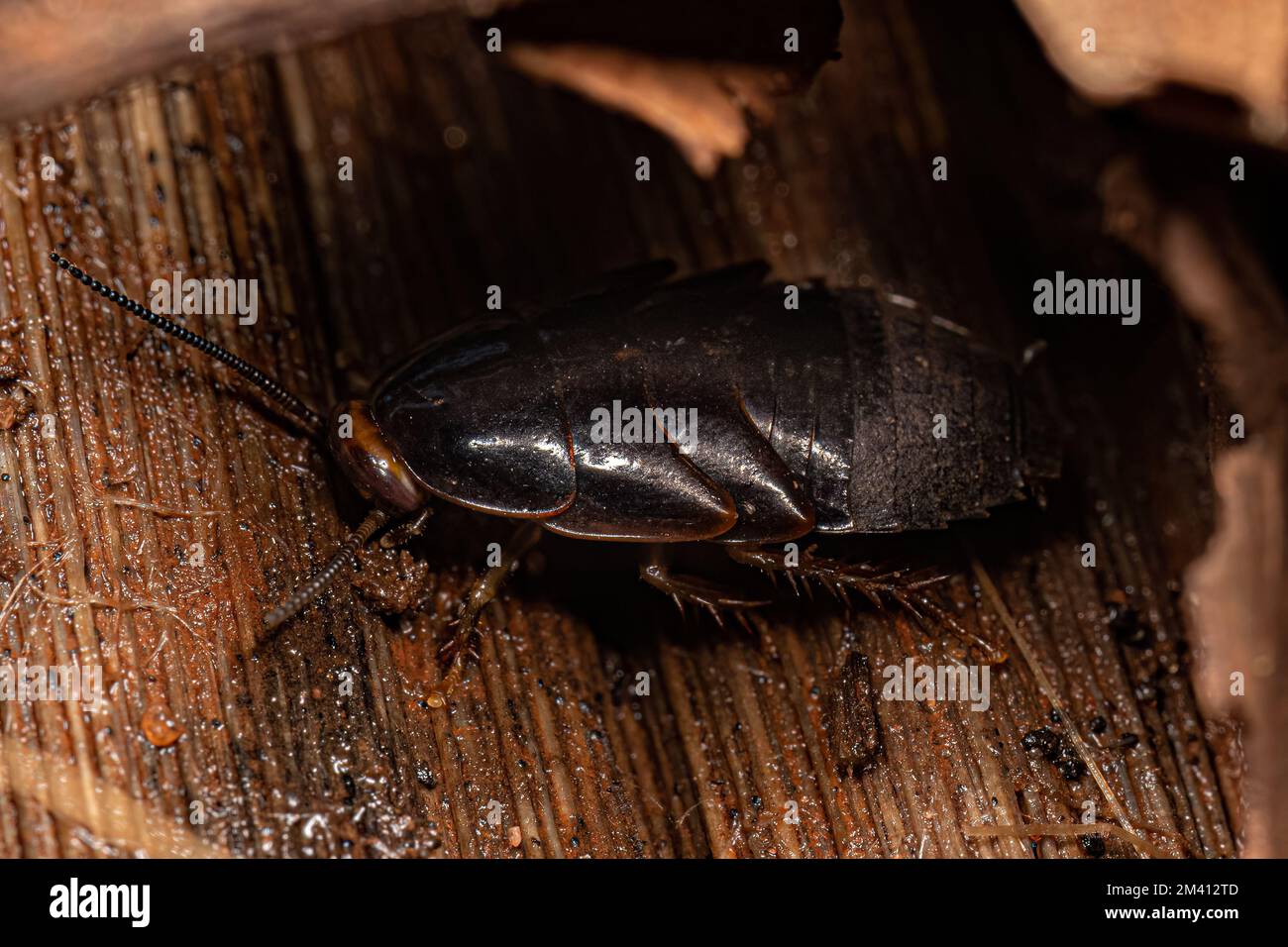 Giant Cockroach Nymph of the Family Blaberidae Stock Photo - Alamy