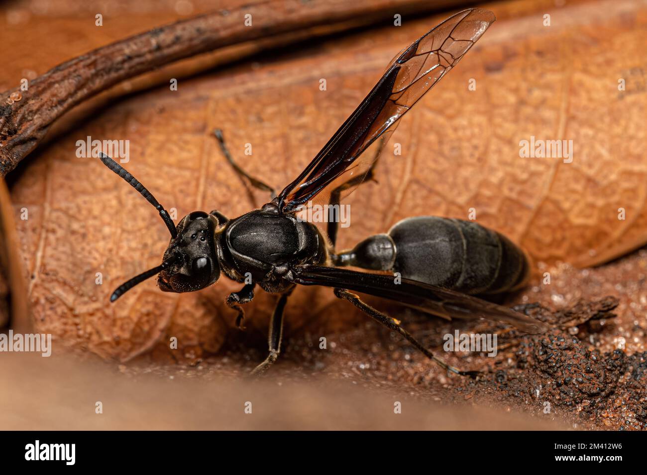 Black polybia wasp hi-res stock photography and images - Alamy