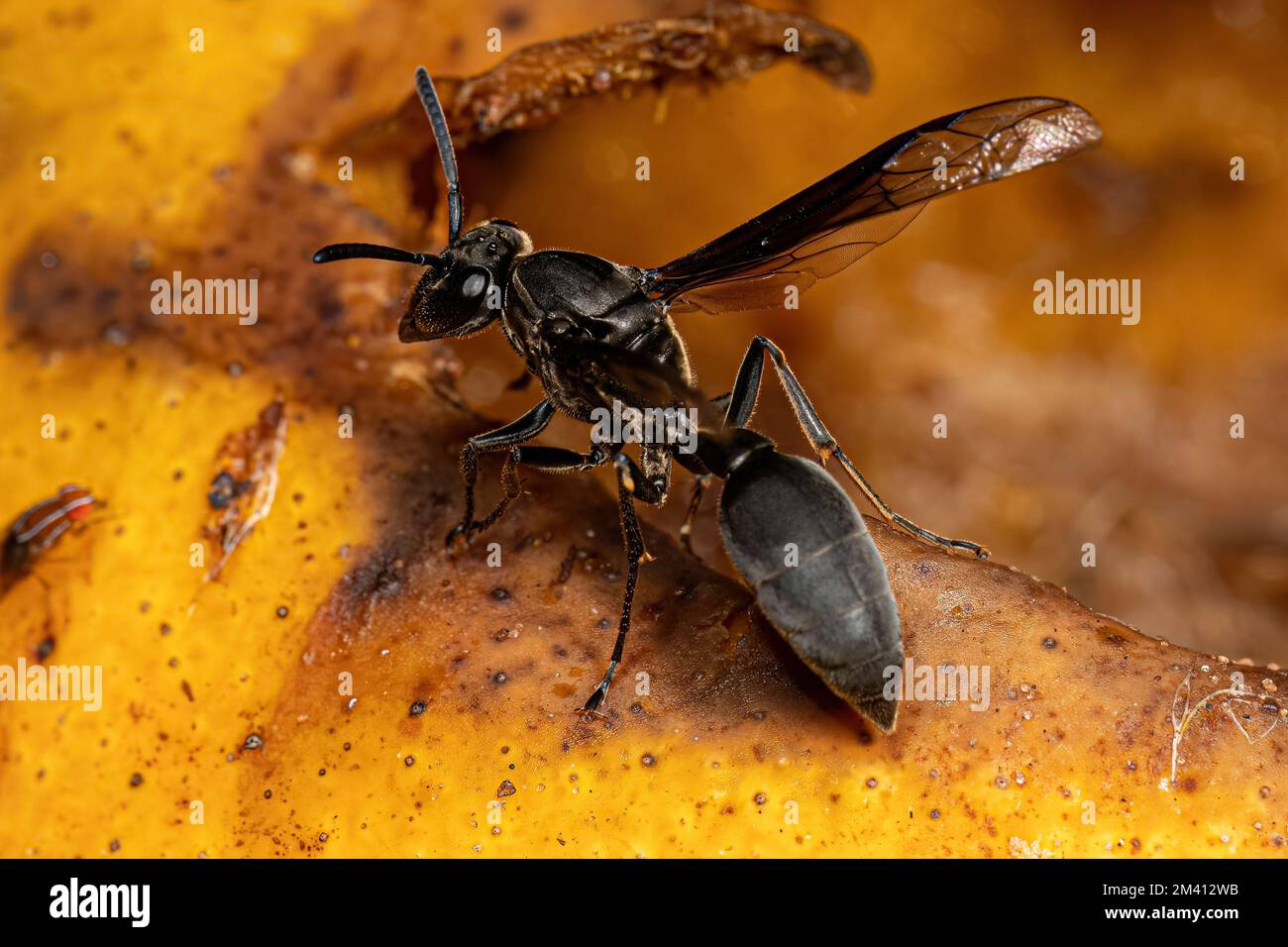 Black polybia wasp hi-res stock photography and images - Alamy
