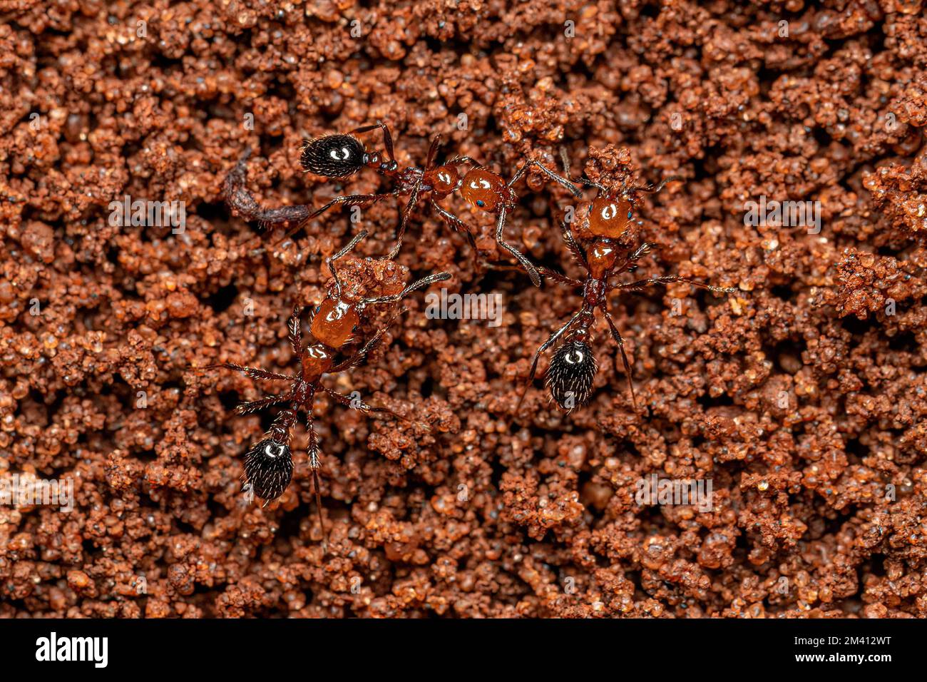 Adult Fire Ants of the Genus Solenopsis Stock Photo - Alamy