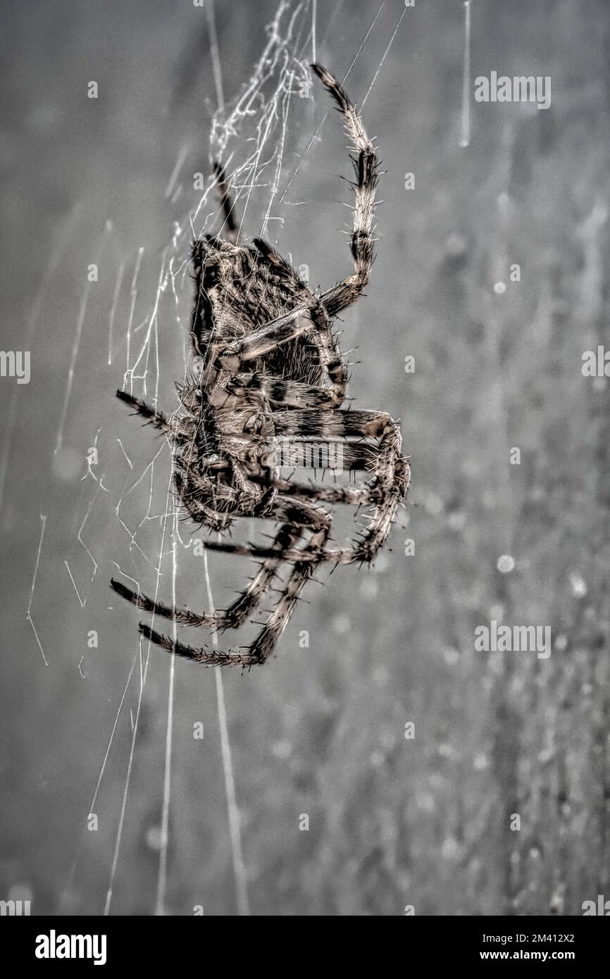 A vertical grayscale of a garden spider on the cobweb Stock Photo - Alamy