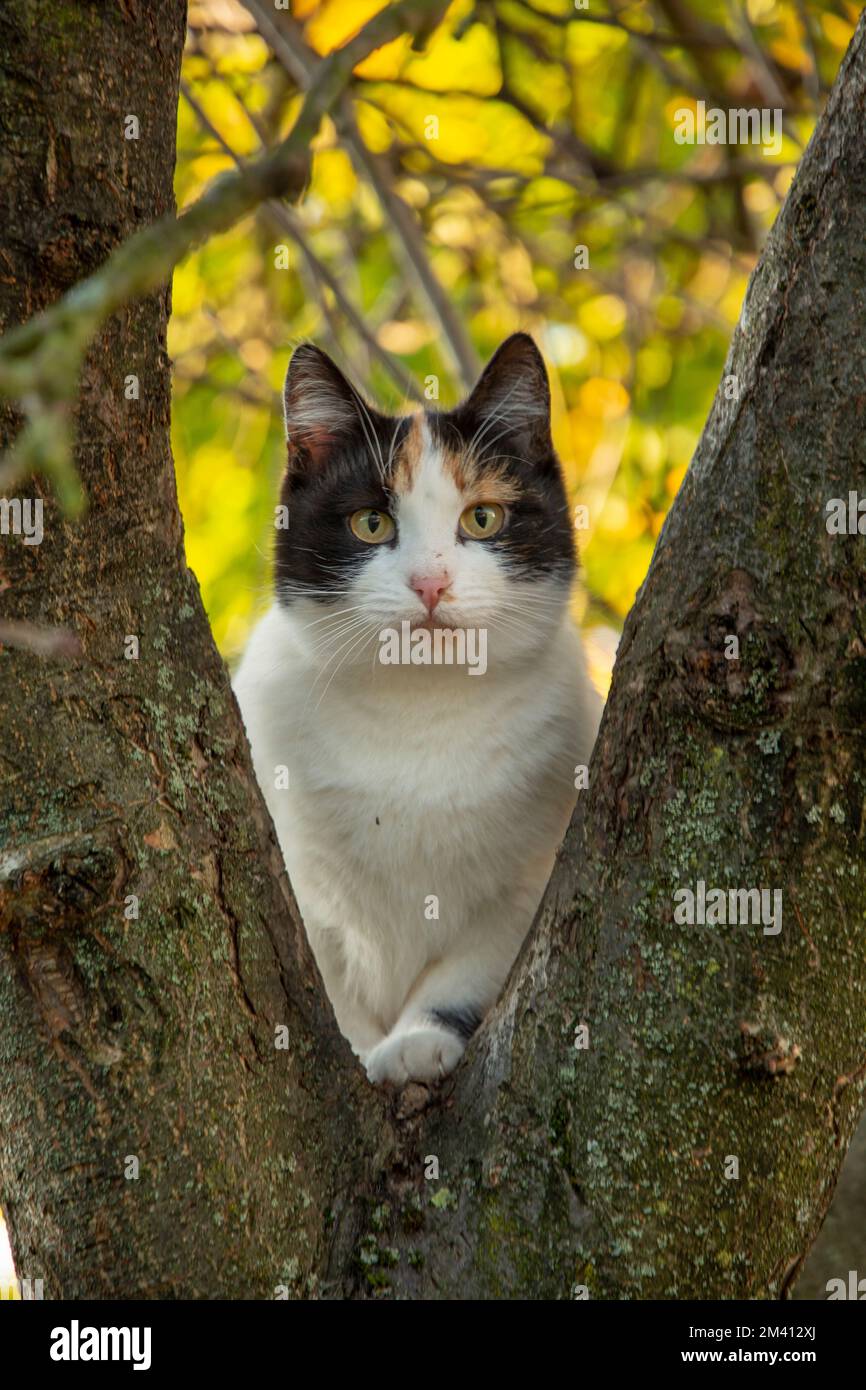 Portrait of a cat posing between two branches of an apple tree Stock ...
