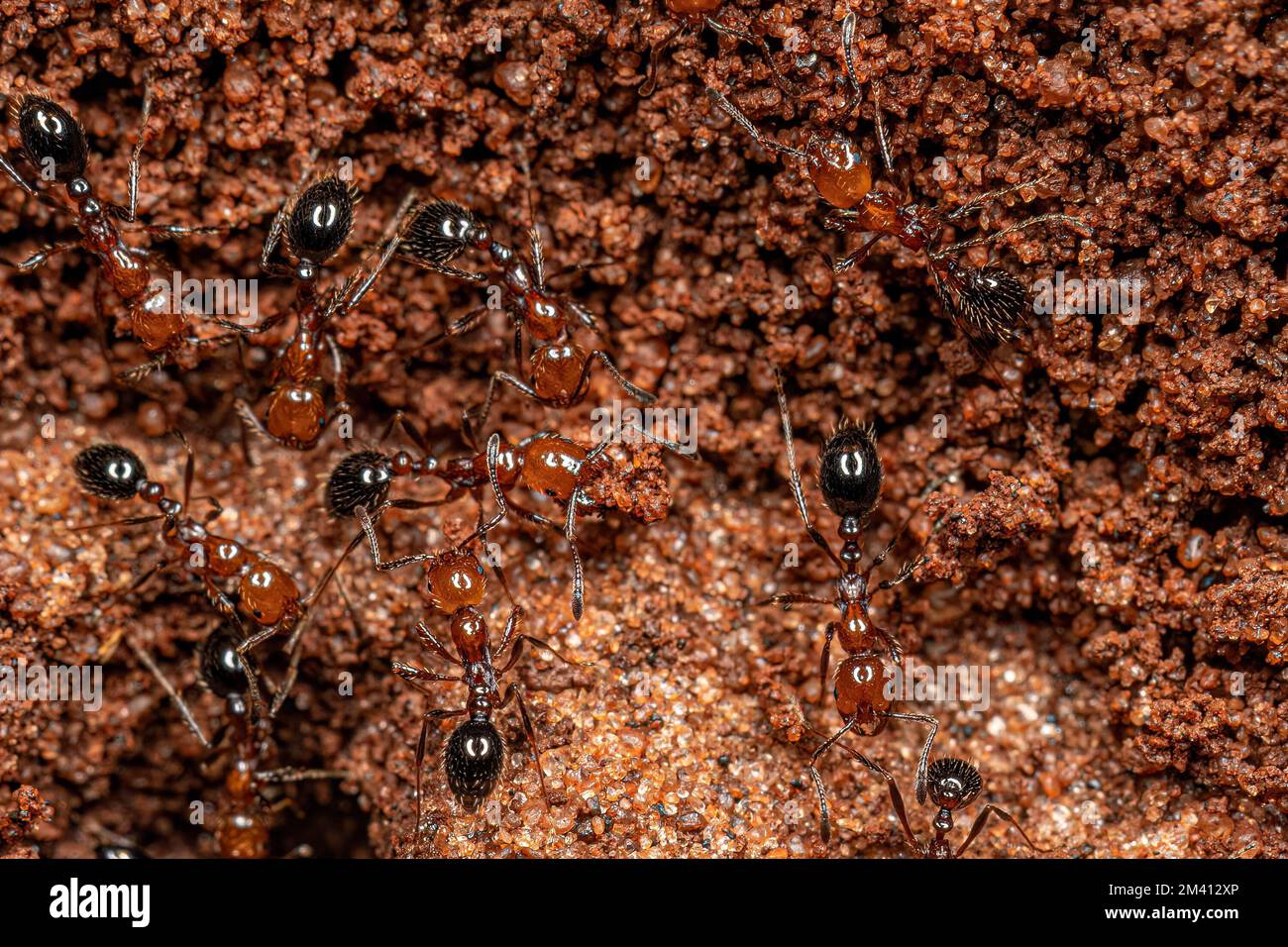 Adult Fire Ants of the Genus Solenopsis Stock Photo - Alamy