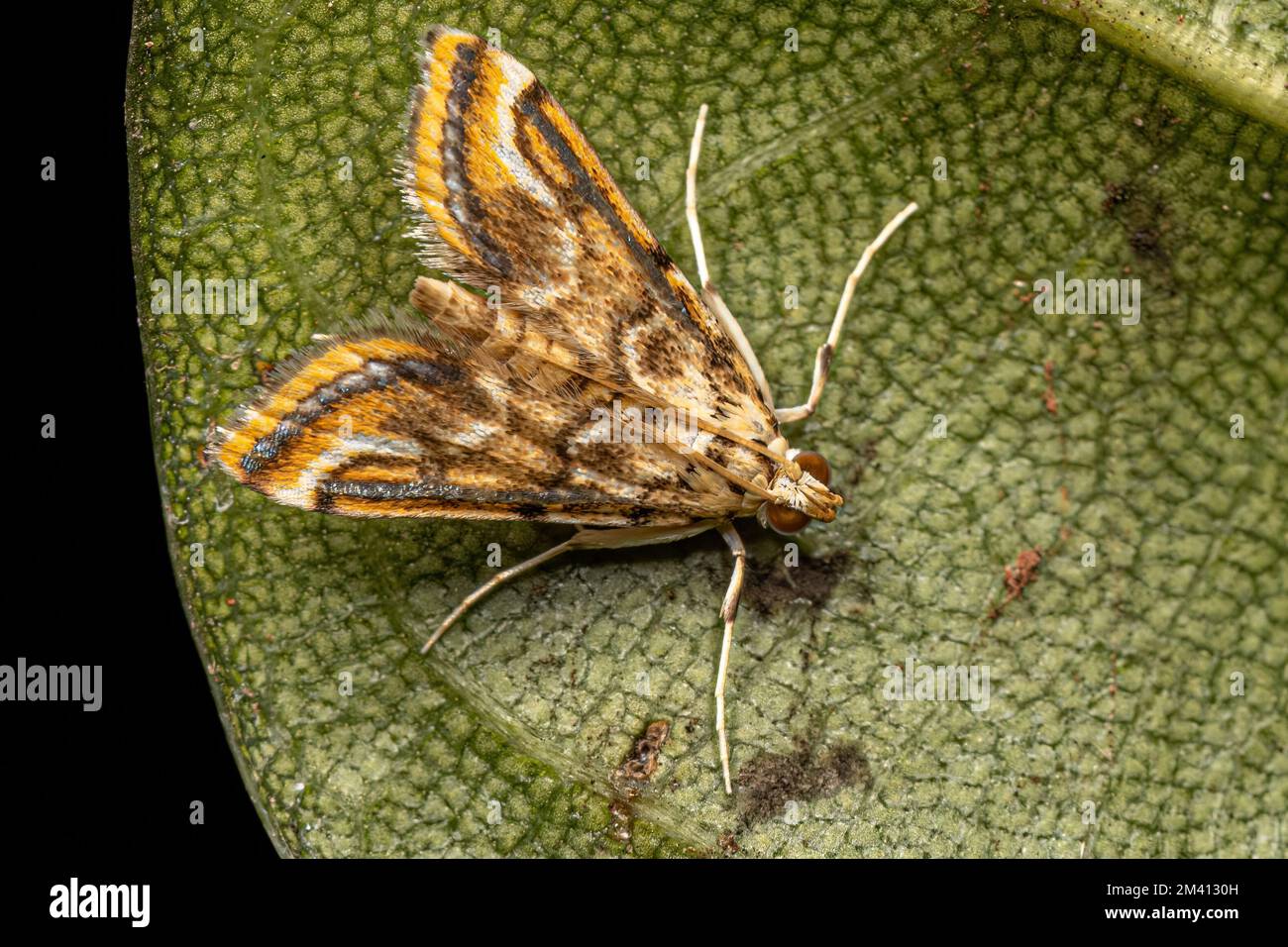 Adult China-mark Moth of the Subfamily Acentropinae Stock Photo - Alamy